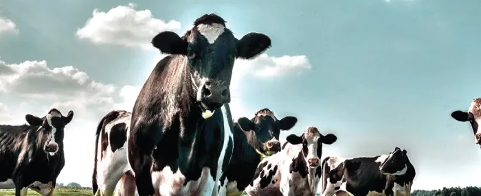 Valley Dairy Farm Automation - A SOLIDWORKS Success Story | GoEngineer Valley Dairy Farm Automation - A SOLIDWORKS Success Story | GoEngineer